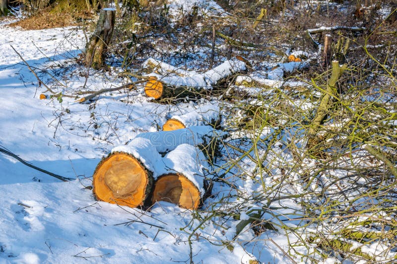 Felled Tree Trunks in the Forest Covered with Snow Stock Photo - Image ...