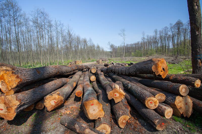 Felled Tree Trunks in a Forest Glade Stock Photo - Image of felled ...