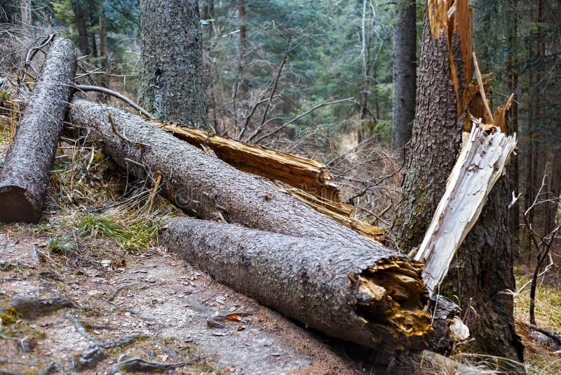 Felled tree trunks. stock image. Image of scenery, bark - 81116961