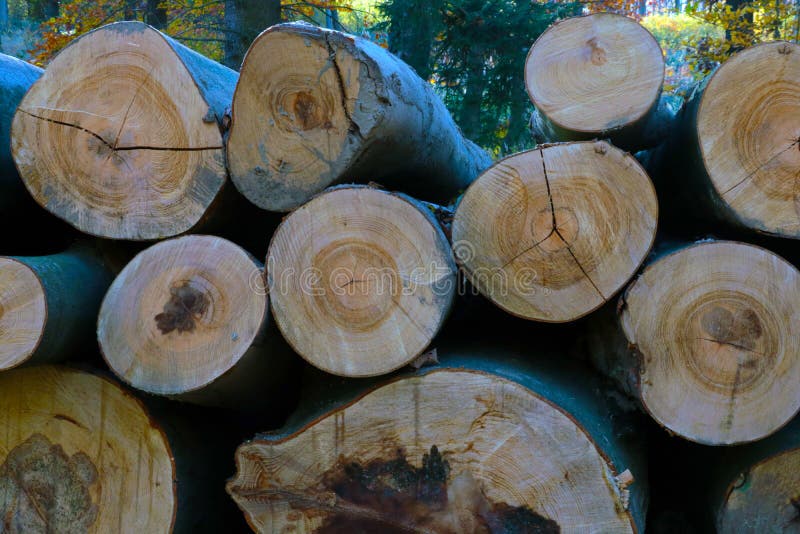 Felled Tree Trunks Lie in the Forest. Timber Harvesting. Stock Photo ...