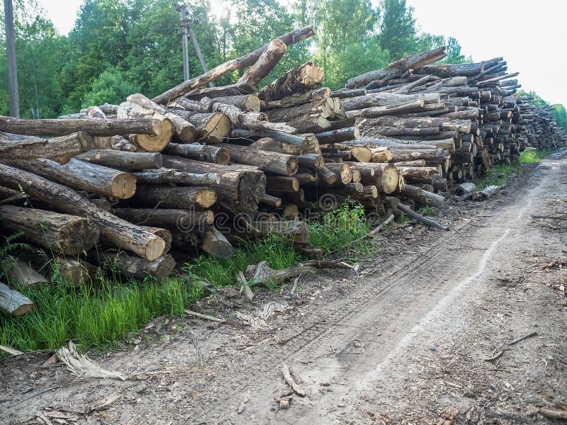 Felled Tree Trunks, Logs Stacked in a Row, Felled Trees Stock Image ...