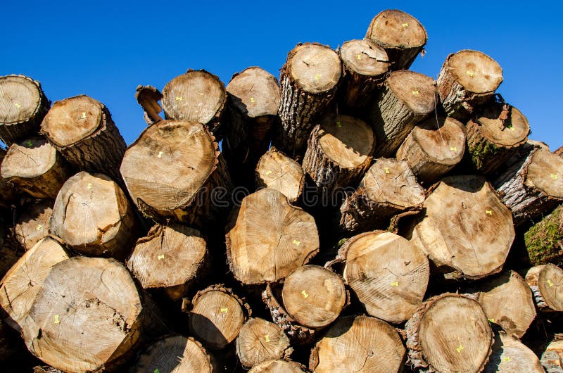 Felled Tree Trunks. Tree Trunks Prepared for Transport Stock Photo ...