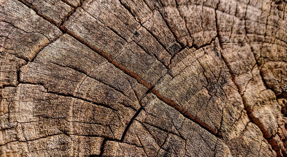 Felled tree trunks stock image. Image of ring, firewood - 366341425