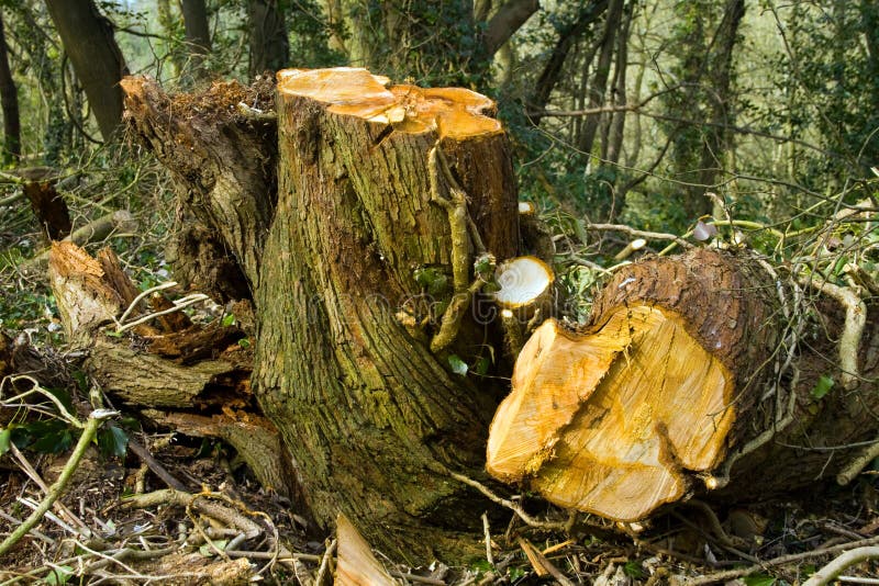 Felled Tree stock photo. Image of bark, tree, felled - 33349974