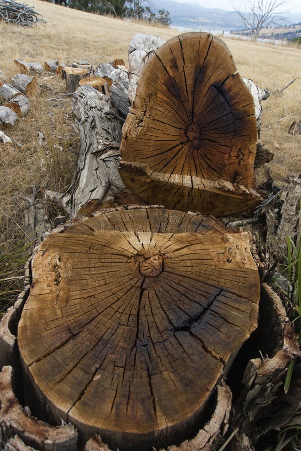 Felled tree stock photo. Image of agriculture, horizon - 44685578