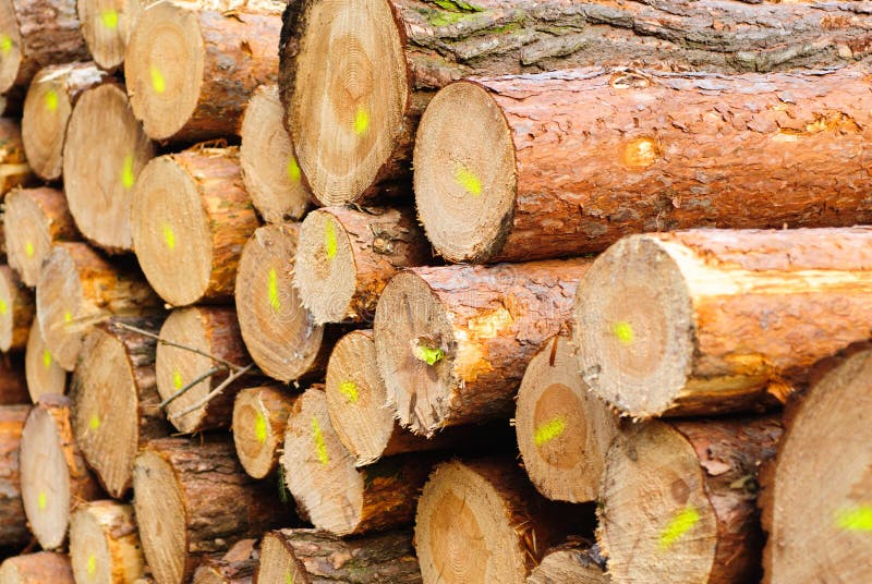 Chopped trees stock photo. Image of fallen, forests, devastation - 4491534