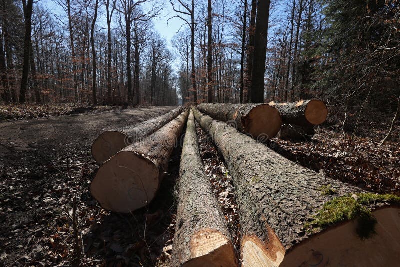 Felled Trees Along the Road To the Forest Stock Image - Image of safety ...