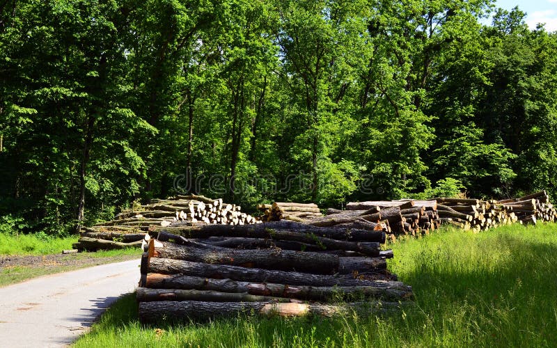 Felled Trees in the Forest in Early Spring Stock Image - Image of ...