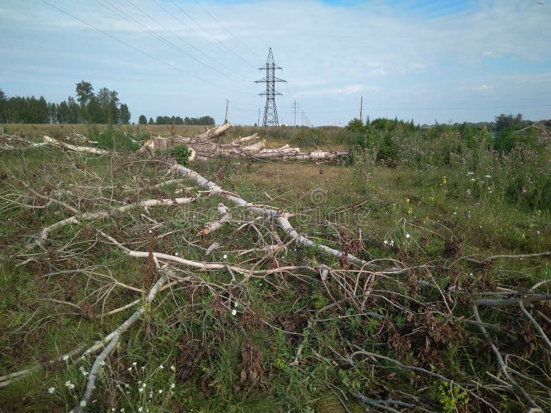 Felled Trees with Broken Branches Clearing in the Forest Under an ...