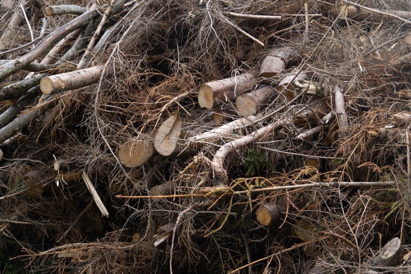 Pile of Sawn Dry Tree Branches Stock Photo - Image of cutting, twigs ...