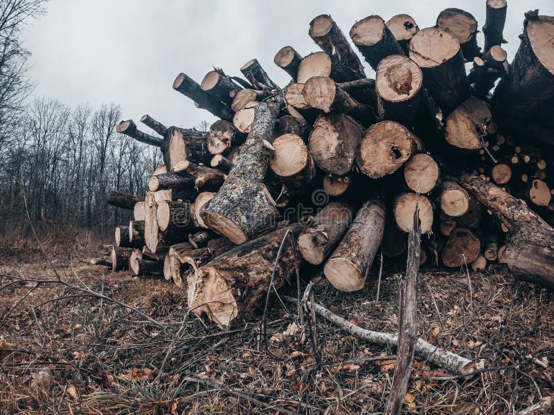 Felled Trees at the Edge of the Forest. Scattered Branches. Problems of ...