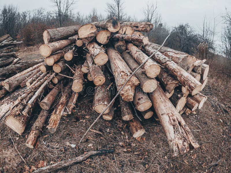 Felled Trees at the Edge of the Forest. Scattered Branches. Problems of ...