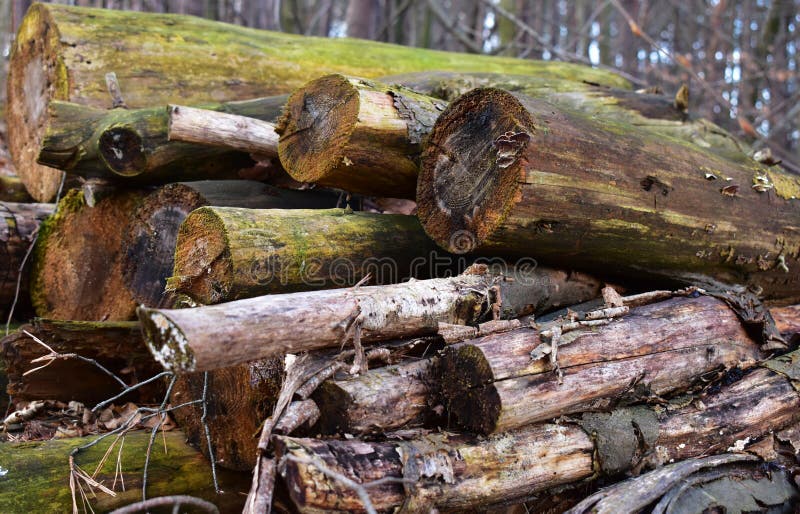 Felled trees in the forest stock photo. Image of long - 175549542