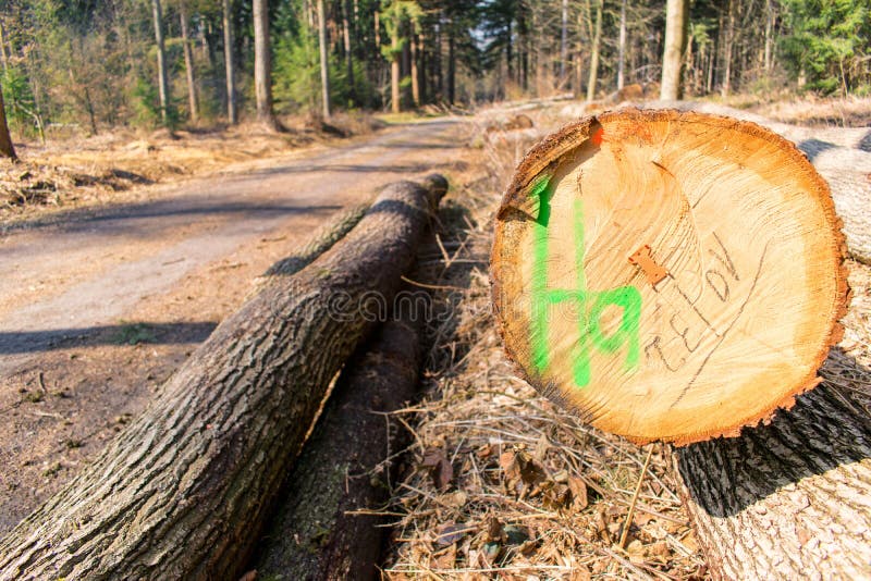 Felled trees in a forest. stock photo. Image of nature - 113866552