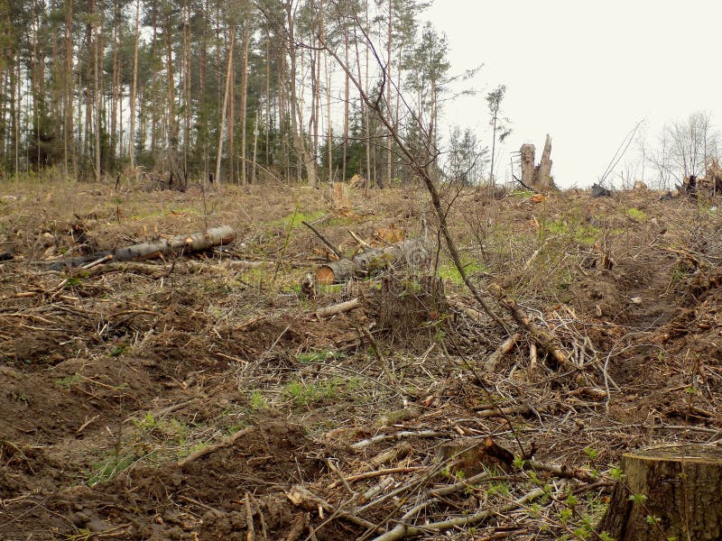 Forest after Recent Logging. Broken Bushes, Trees. Deforestation. Stock ...
