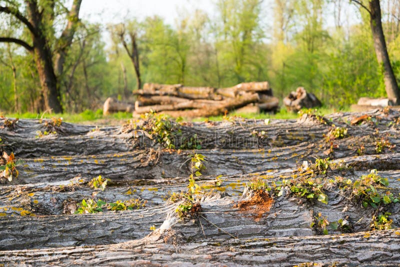 Felled Trees on the Ground during Deforestation Stock Photo - Image of ...