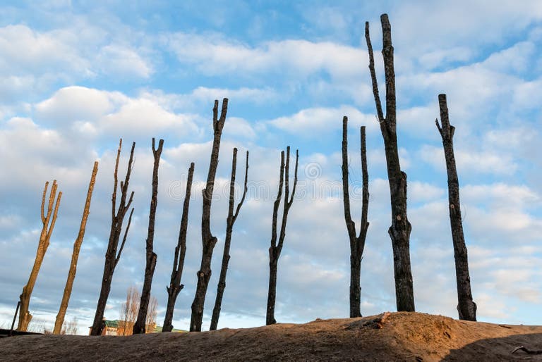 Felled trees. stock image. Image of landscape, trunks - 30081605