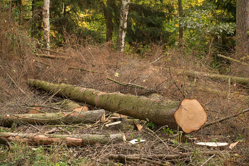 Felled Trees that are Infested with Bark Beetle. Wood Lies in the ...
