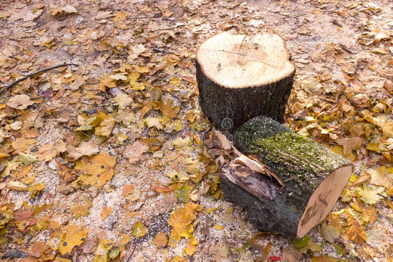 Felled Trees and Logs in the Autumn Park on a Background of Yellow ...