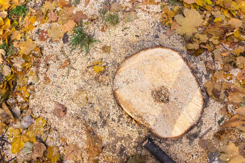 Felled Trees and Logs in the Autumn Park on a Background of Yellow ...