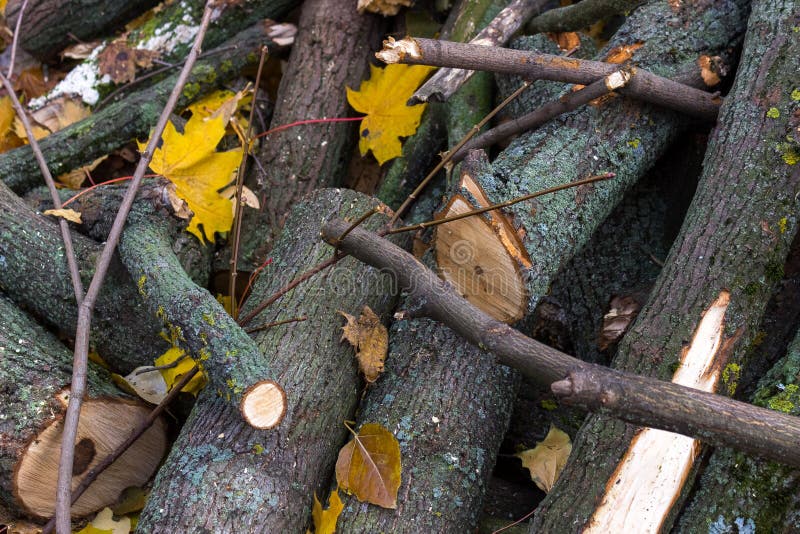 Felled Trees and Logs in the Autumn Park on a Background of Yellow ...