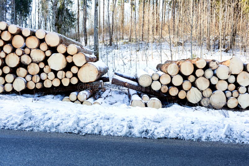 Felled Trees in the Forest in Early Spring Stock Image - Image of ...