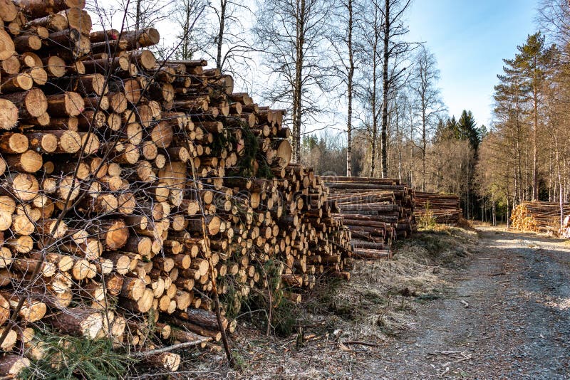 Felled Trees are Ready for Transport in a Forest in Sweden Stock Image ...