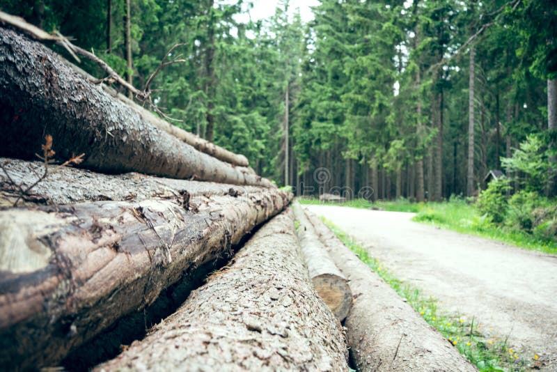 Felled trees stock image. Image of high, nature, tree - 41698169
