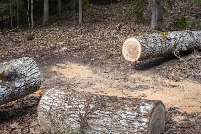 Felled Trees in a Stack, Logs from Felled Tree Trunks Stock Image ...