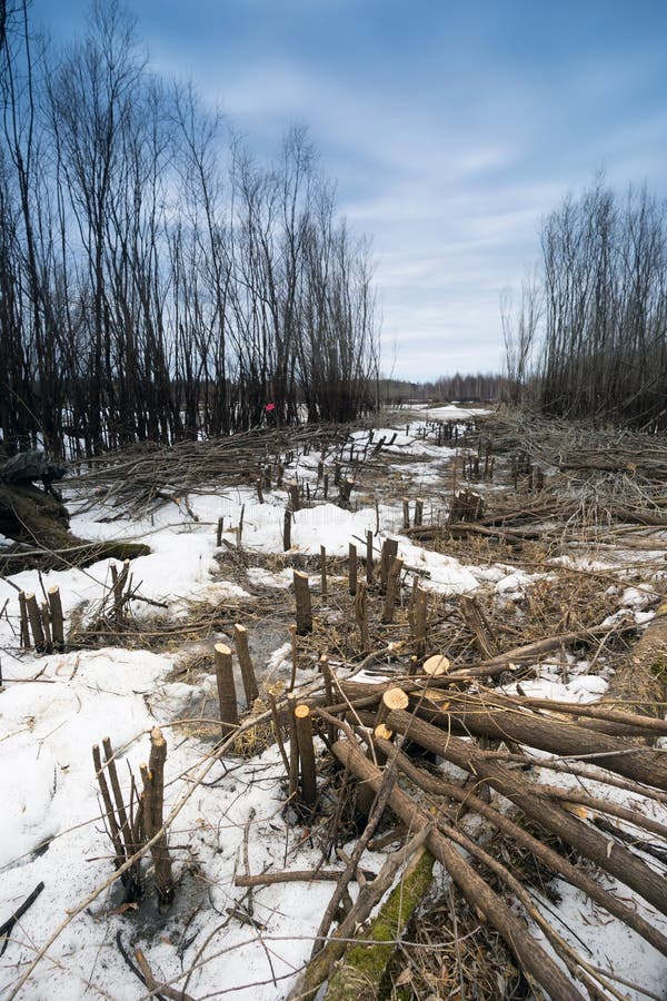 Felled Trees in the Woods on Spring . Stock Photo - Image of forest ...