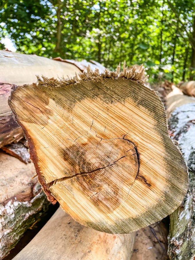 Felled trunk stock image. Image of heap, fuel, firewood - 226287937