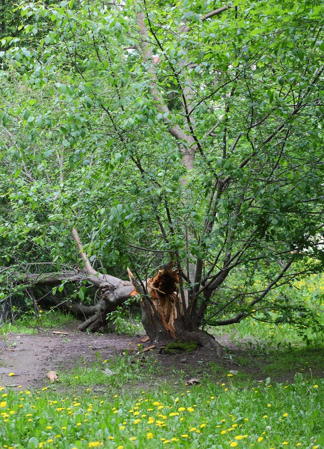 Felled by the Wind, a Tree Cracked at the Root Stock Photo - Image of ...
