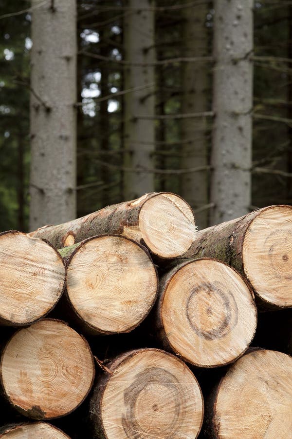 Felled wood stock photo. Image of trunks, tree, coniferous - 26417956