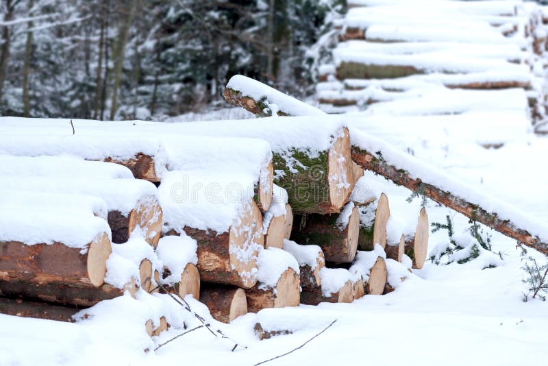 Felled wood under snow stock image. Image of branch, spruce - 84497113