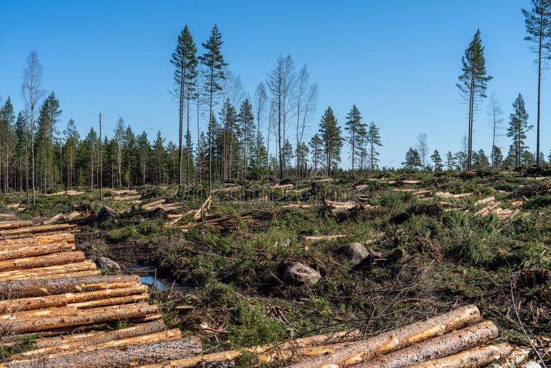 Newly Made Deforestation Area in Sweden Stock Photo - Image of ...
