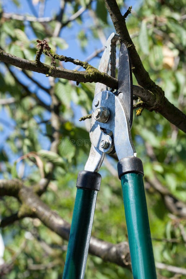 Felling of branch stock photo. Image of felling, green - 44985946