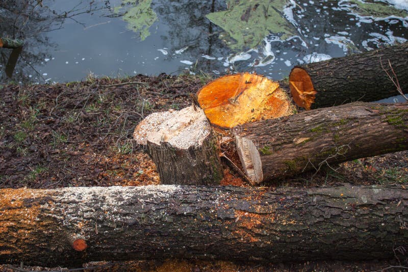 Cutting of forests. stock image. Image of rough, close - 107398107