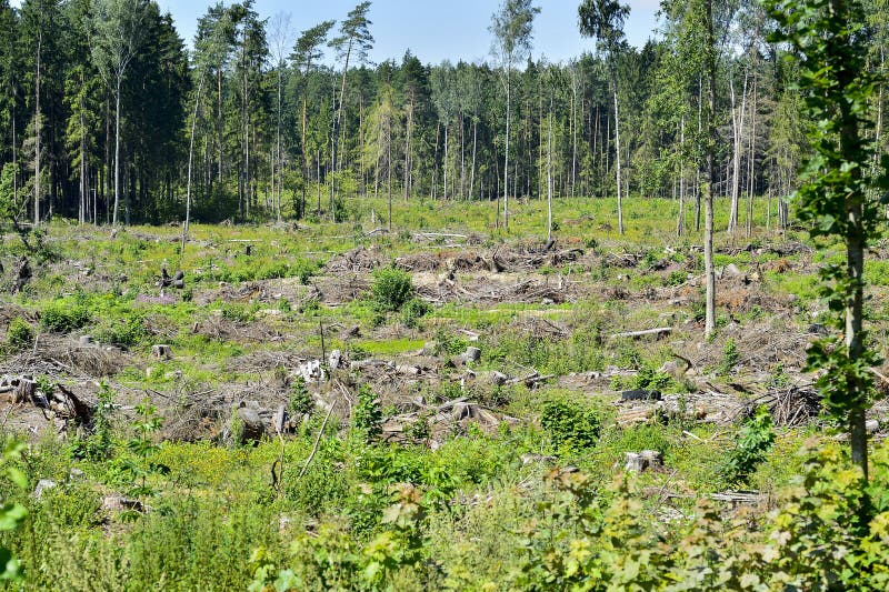 Felling, Destruction of Forests, Disturbed Land in the Forest Stock ...