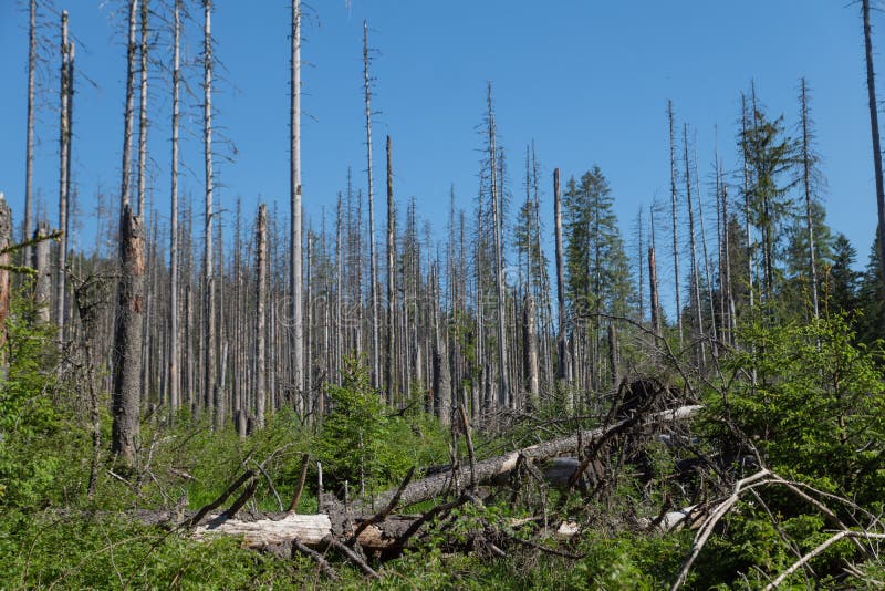 Felling of Dry Forest, Mountains without Forest and Trees Stock Photo ...