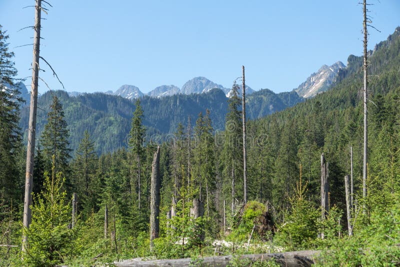 Felling of Dry Forest, Mountains without Forest and Trees Stock Image ...