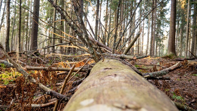 160 Denuded Forest Stock Photos - Free & Royalty-Free Stock Photos from ...