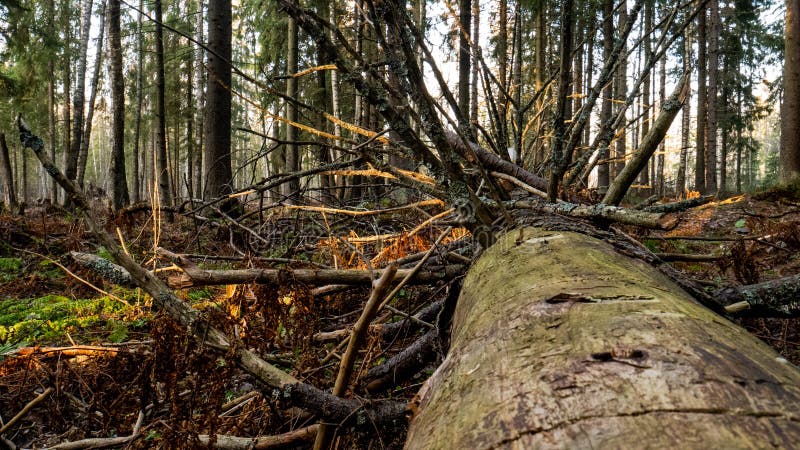 160 Denuded Forest Stock Photos - Free & Royalty-Free Stock Photos from ...