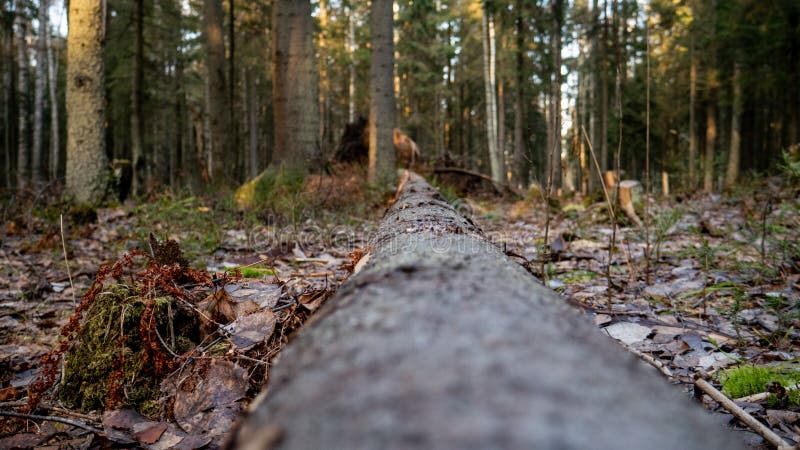 143 Denuded Forest Stock Photos - Free & Royalty-Free Stock Photos from ...