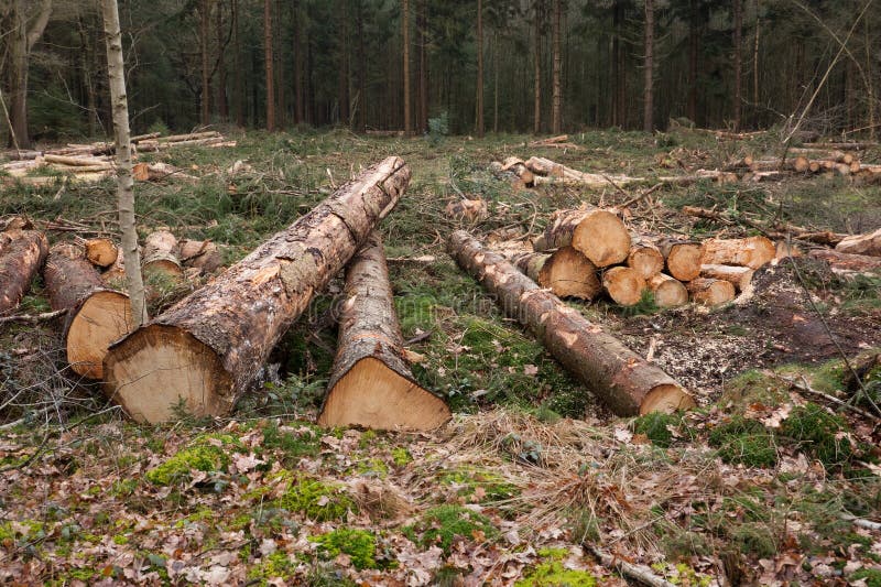 Felling plain in foreest stock photo. Image of felling - 272803390