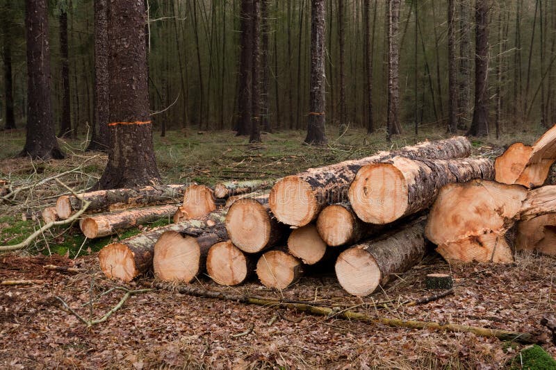 Felling plain in foreest stock image. Image of wood - 272803405