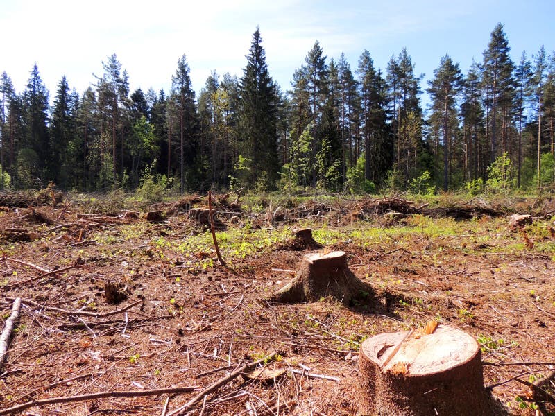 Felling of spruce forest stock photo. Image of pine, felling - 32036338