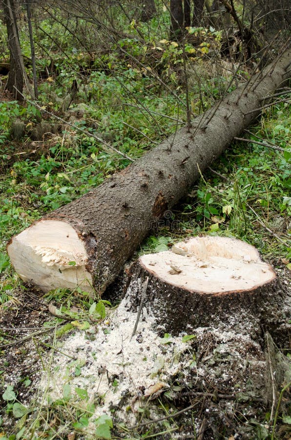 Felling tree stock photo. Image of grass, felling, brown - 21776940