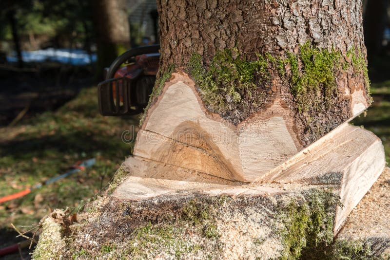 Worker Felling the Tree with Chainsaw Stock Photo - Image of electric ...