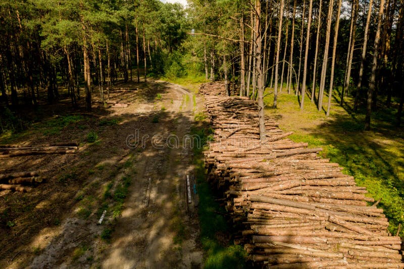 Felling a Tree. Wooden Logs from a Pine Forest. Forest of Pine and ...
