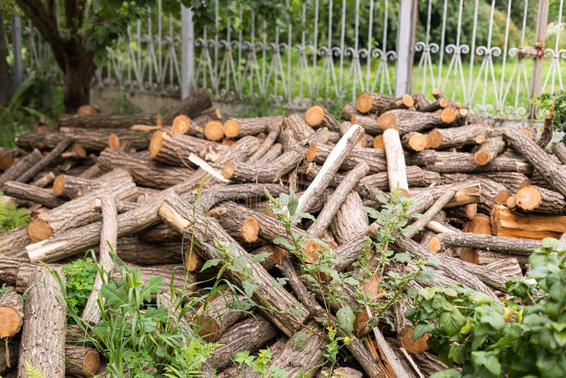 Felling a Tree. Wooden Logs from a Pine Forest, Stacked in a Forest ...
